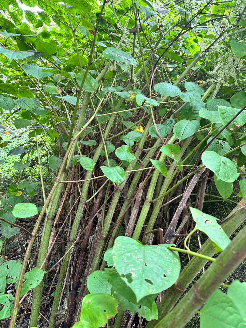 Japanese Knotweed Identification | Invasive Land Remediation