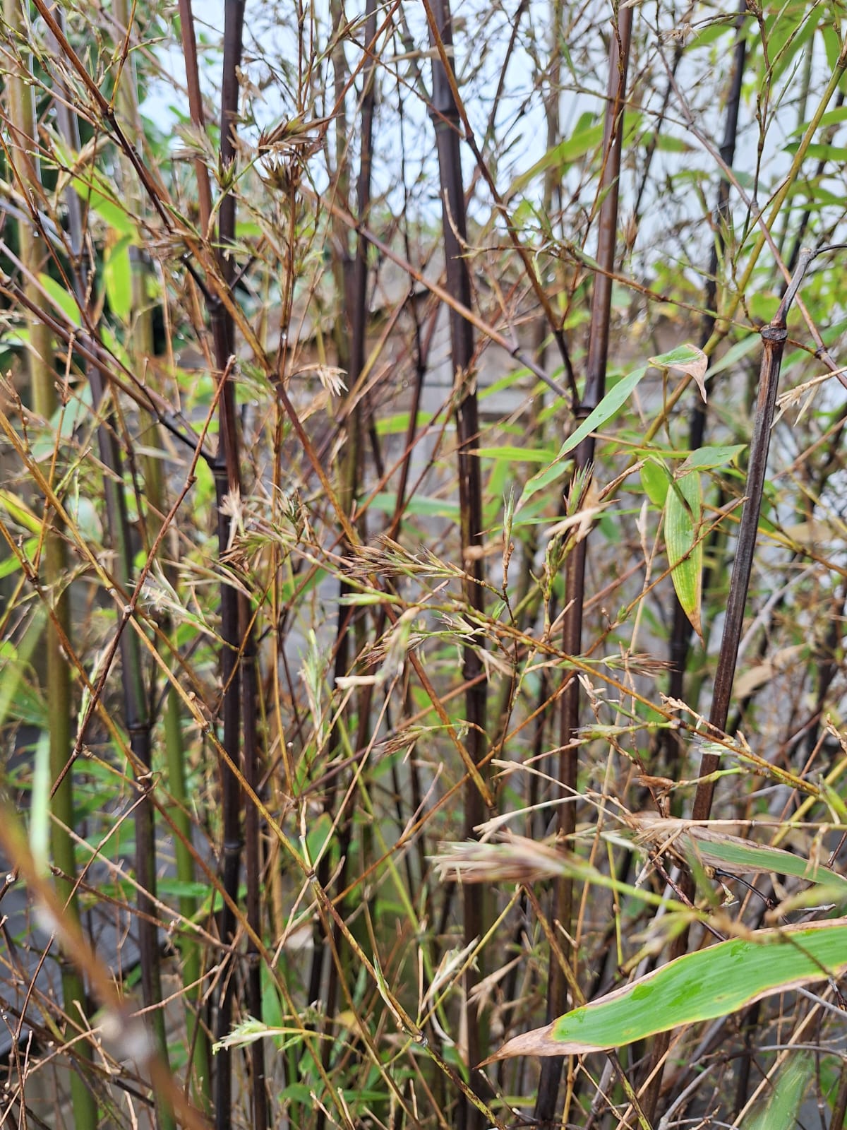 Black Bamboo flowering - a rare worldwide phenomenon - spotted by our ...